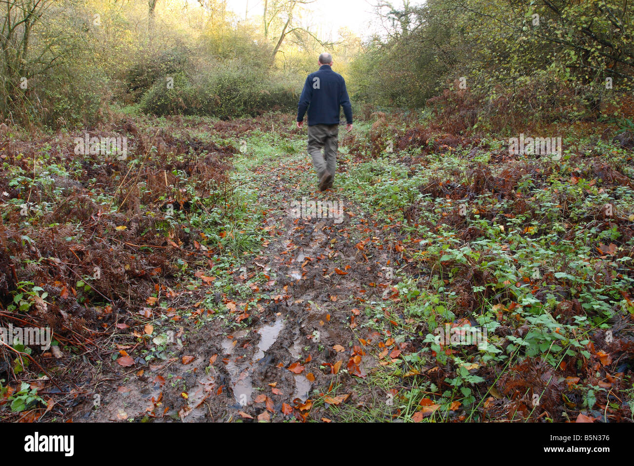 Muddy path track autumn walk through woodland in Somerset England Stock ...