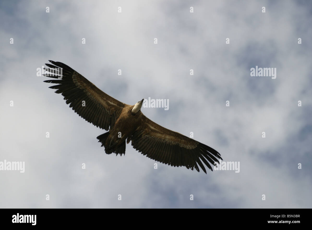 Griffon Vulture, Gyps fulvus, showing its huge wingspan Stock Photo - Alamy