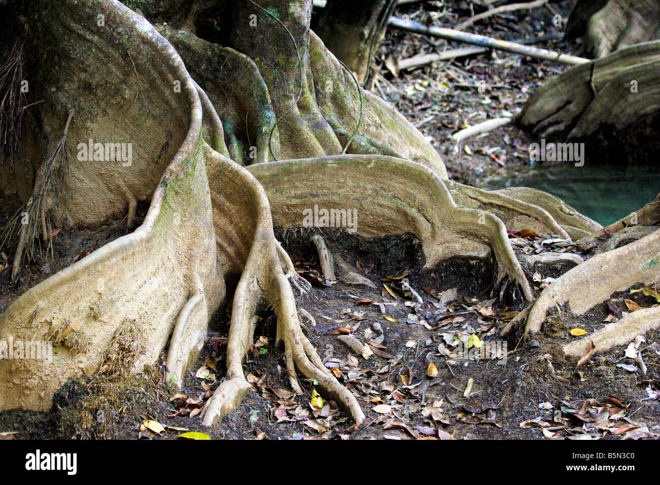 ficus roots in tropical rainforest, umphang province, thailand Stock ...