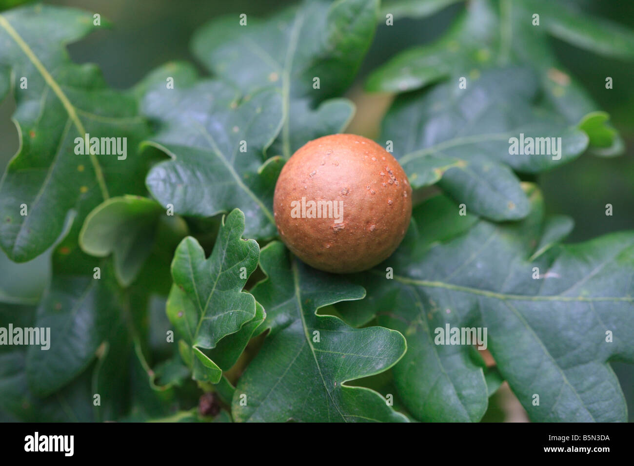 OAK MARBLE GALL Andricus kollari ON OAK BRANCH IN MID SUMMER Stock ...