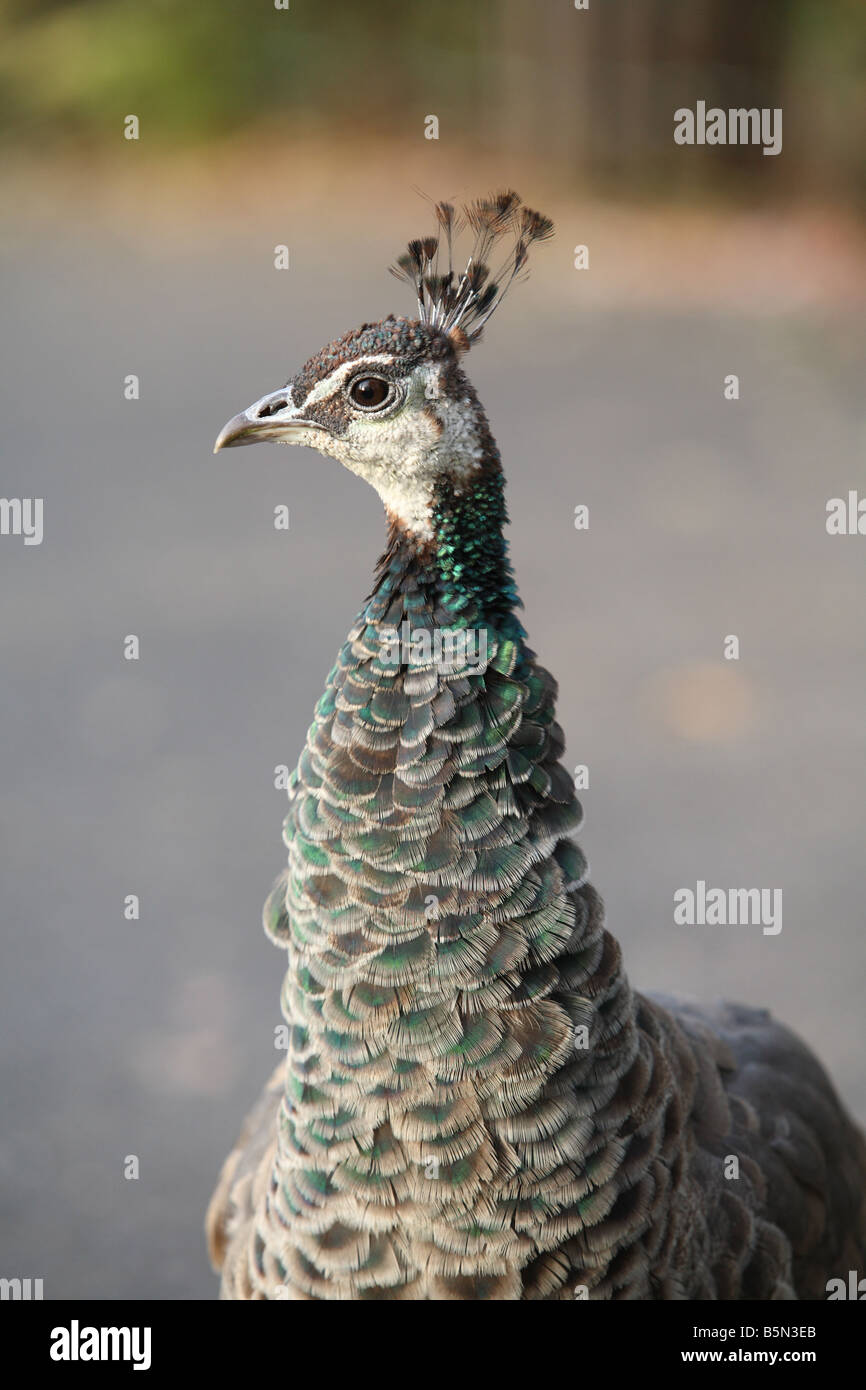 India pea fowl hi-res stock photography and images - Alamy