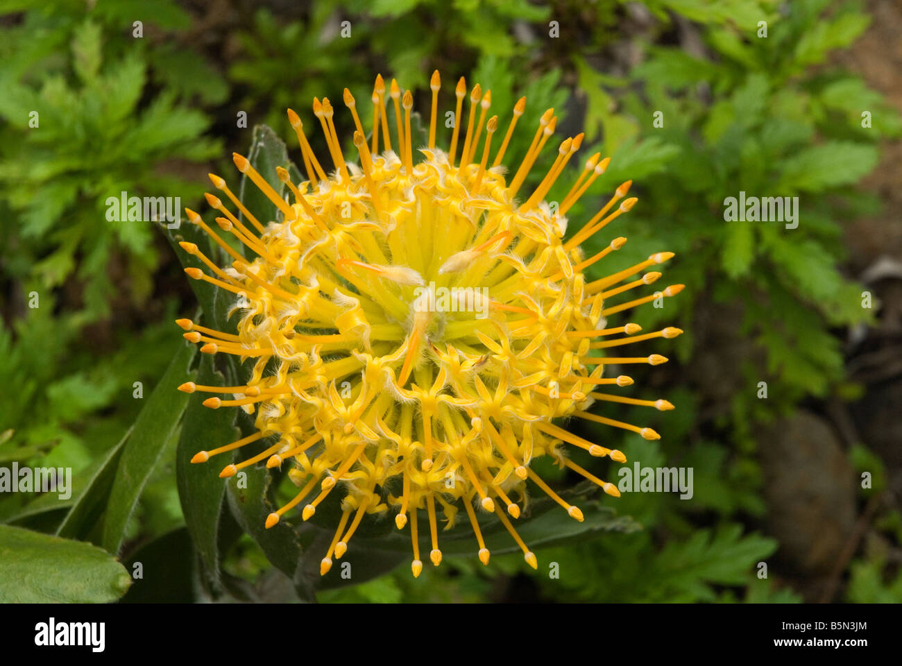 Maui Gold Protea Leucospermum hybrid Kula Botanical Garden Maui Hawaii ...