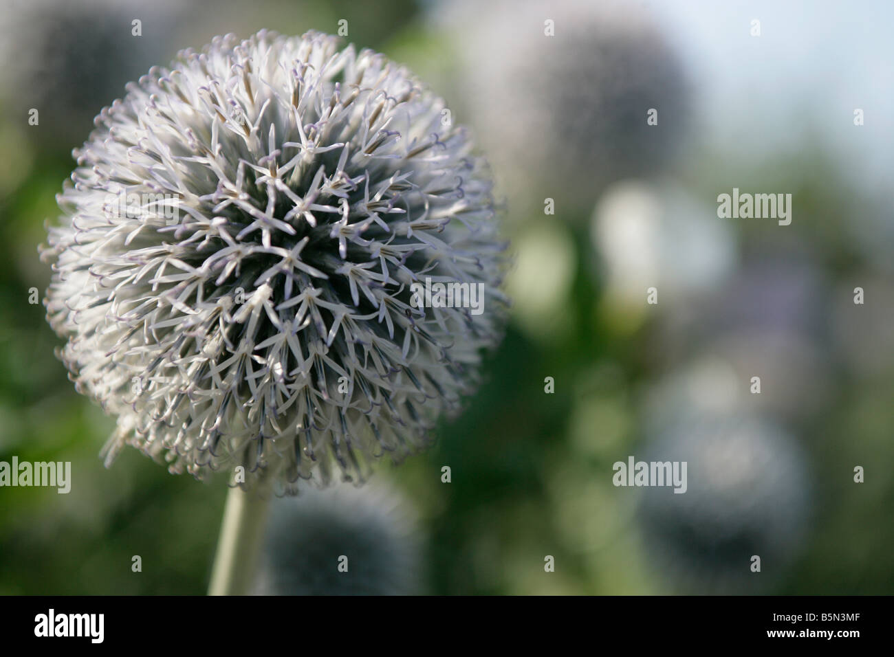 Purple Alium flower ball in a field of purple Alium Stock Photo - Alamy