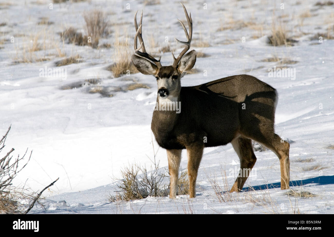 Mule Deer Odocoileus hemionus Great Sand Dunes N P Colorado USA Stock ...