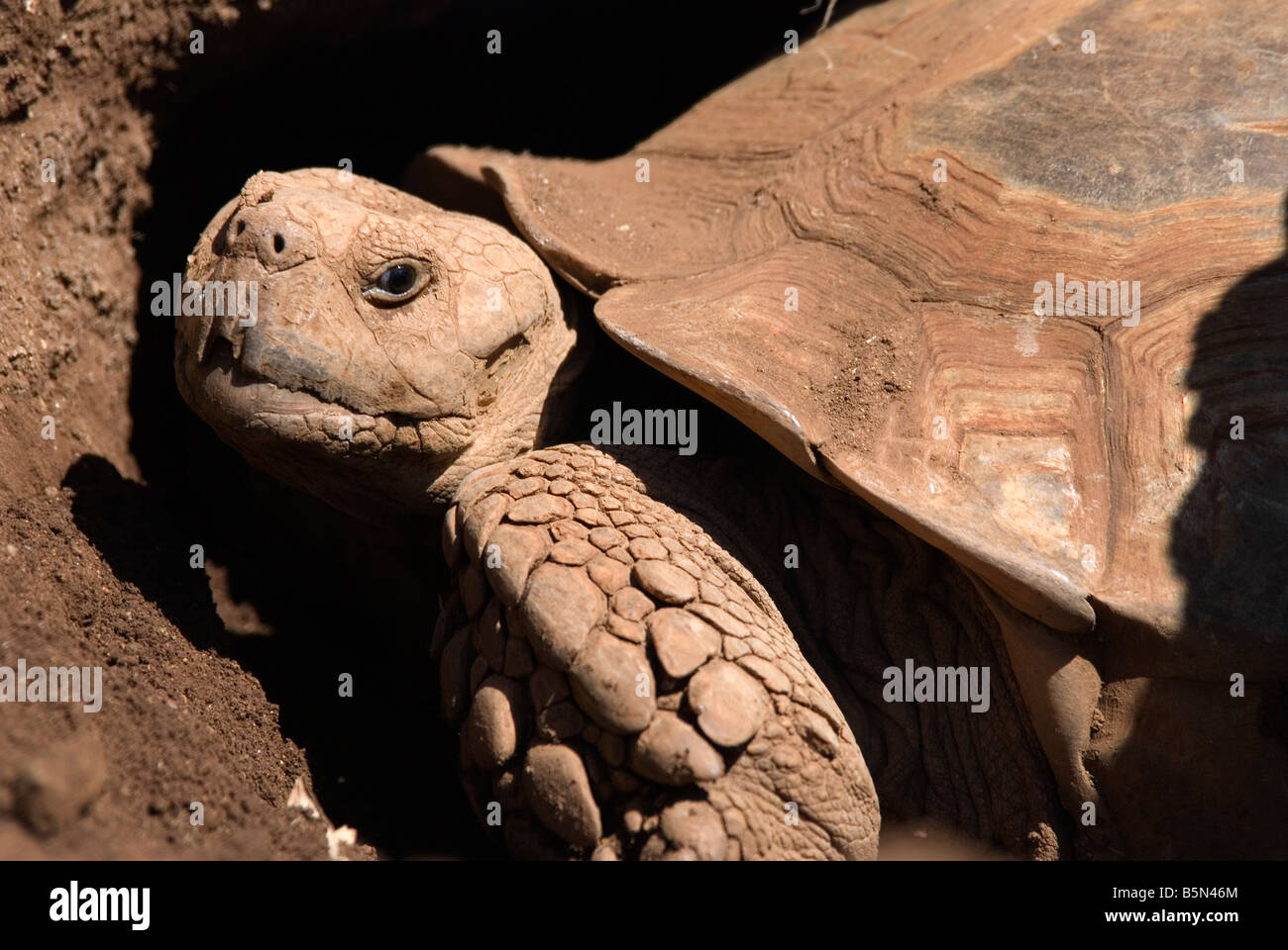 Spur thighed Tortoise Geochelone sulcata Honolulu Zoo Oahu Hawaii Stock ...