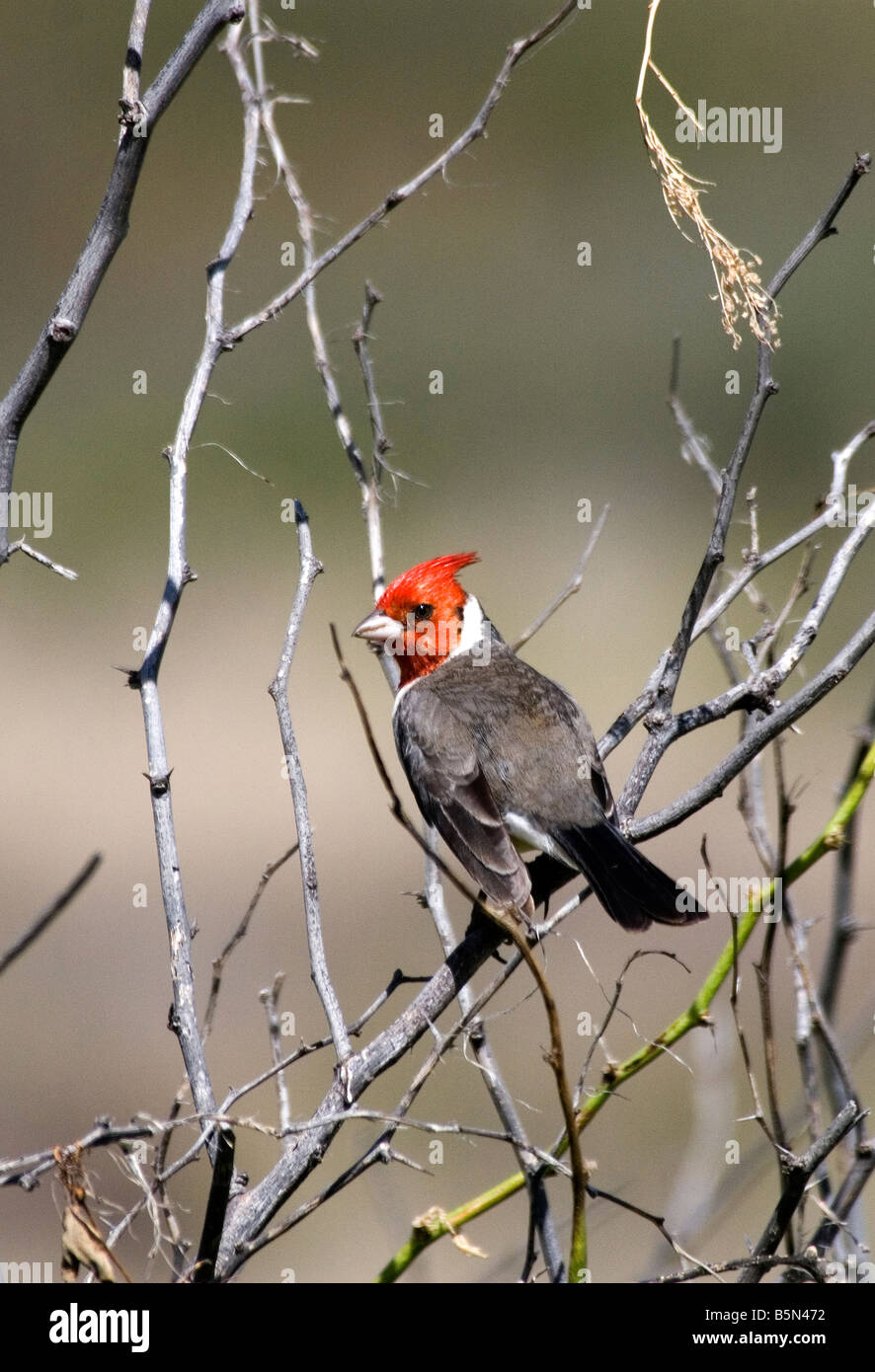 Red crested Cardinal Paroaria coronata Makapuu Point Oahu Hawaii USA ...