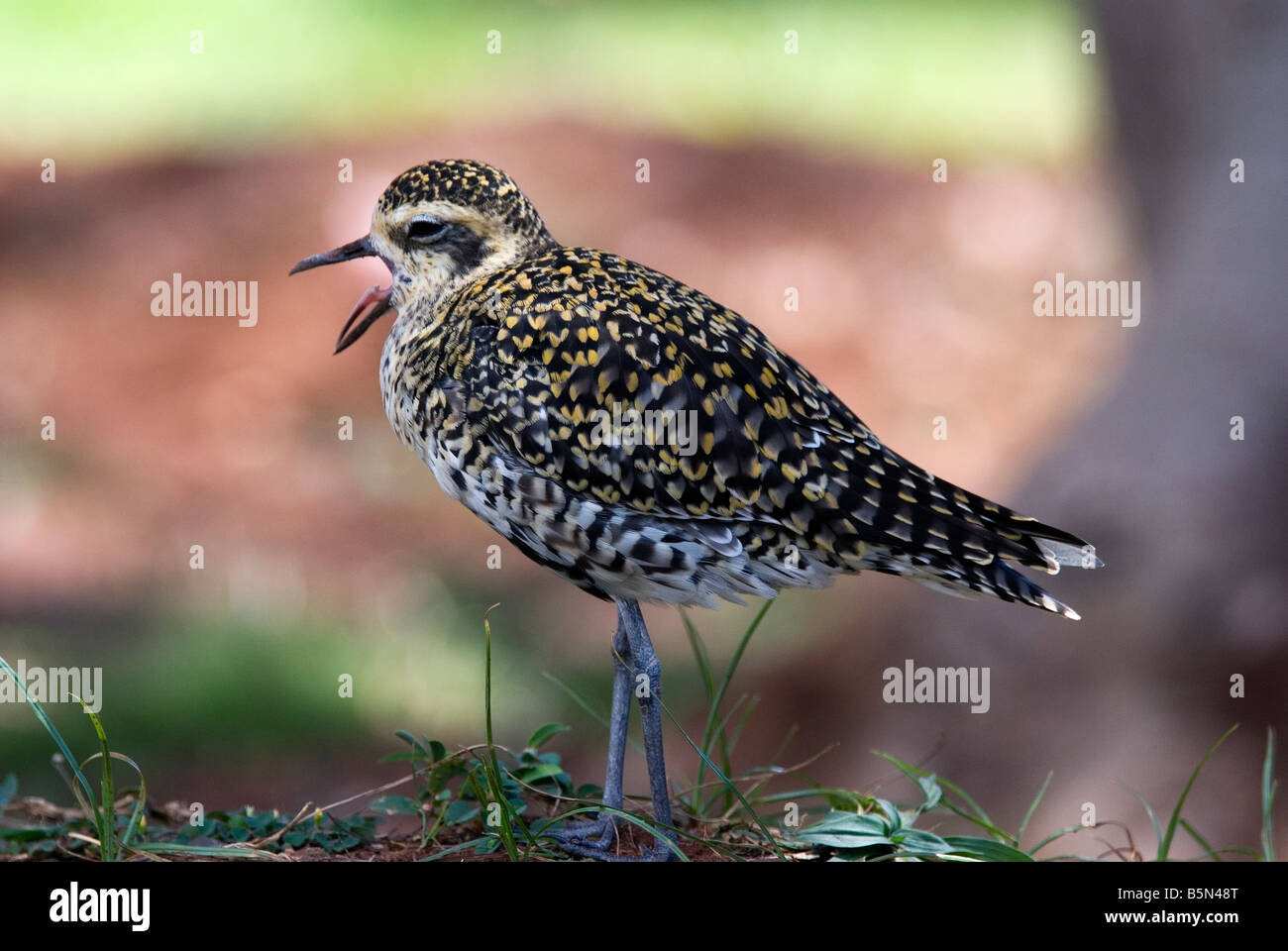 Pacific Golden Plover Pluvialis fulva Honolulu Zoo Oahu Hawaii USA ...