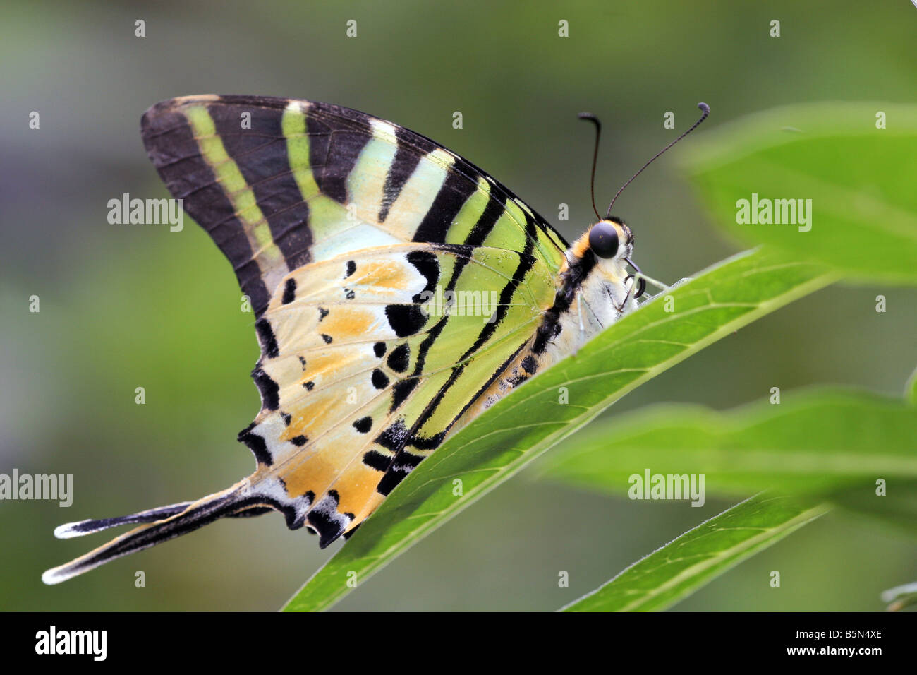 butterfly Pathysa antiphates specie on leaf, cameron highlands ...
