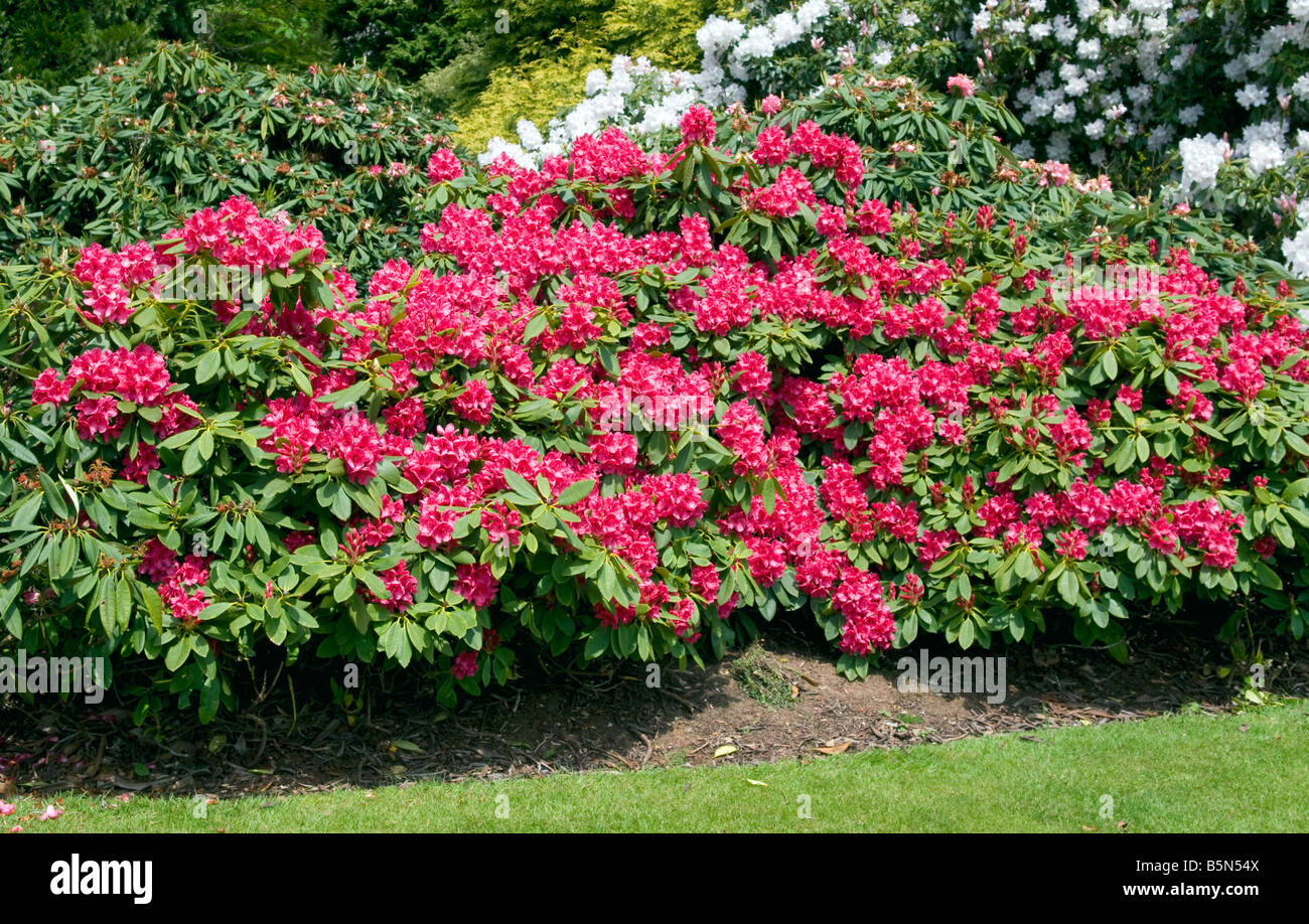 Rhodendron in bloom hi-res stock photography and images - Alamy