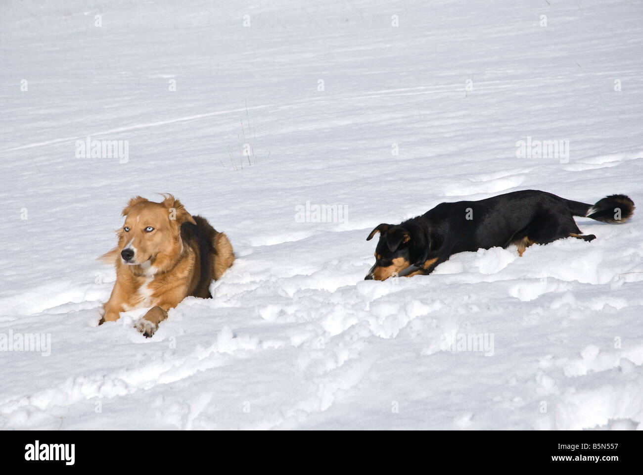 Two dogs playing in the snow Stock Photo - Alamy
