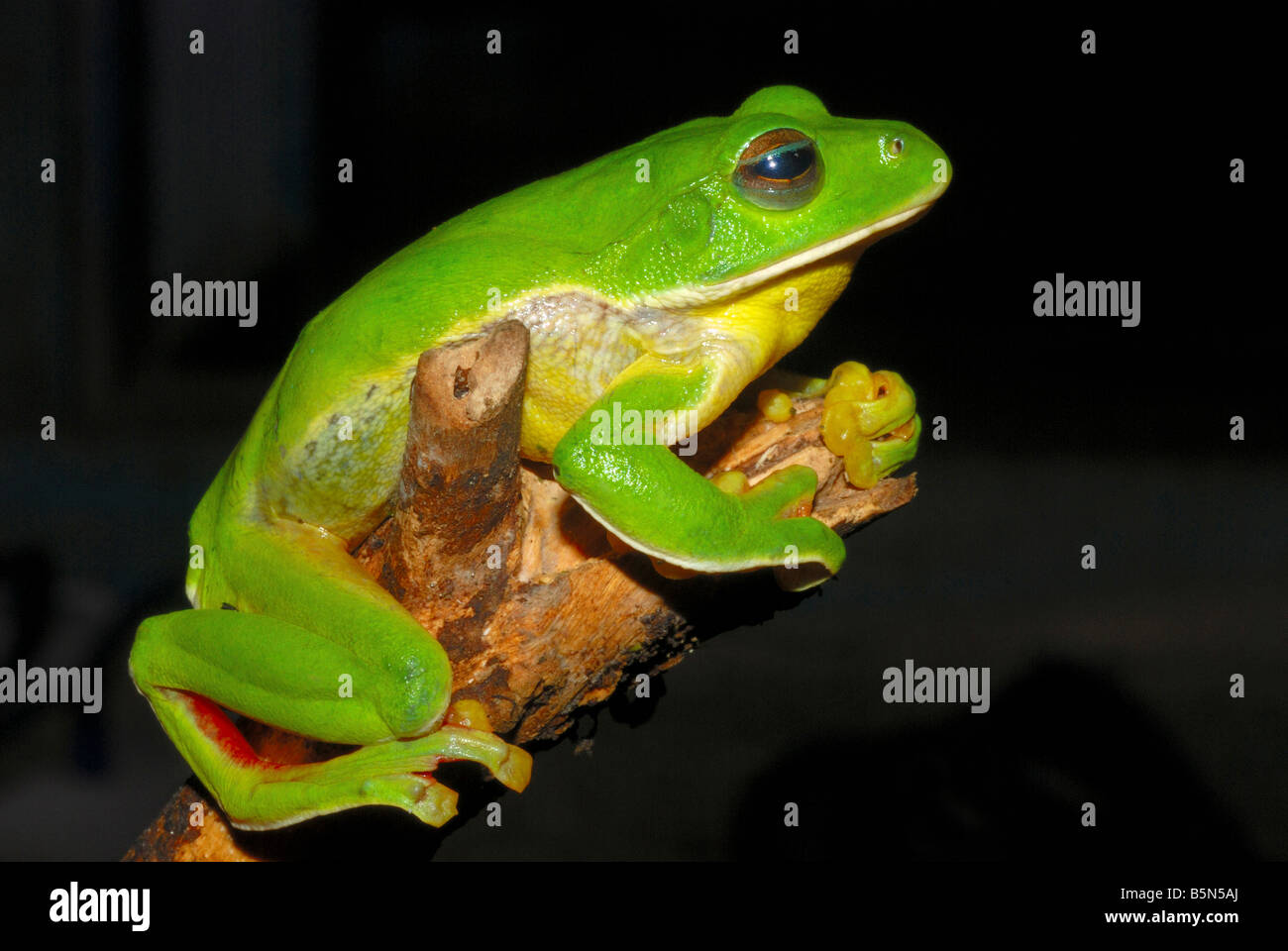 Giant Tree Frog, Rhacophorus maximus, Arunachal Pradesh, India Stock ...