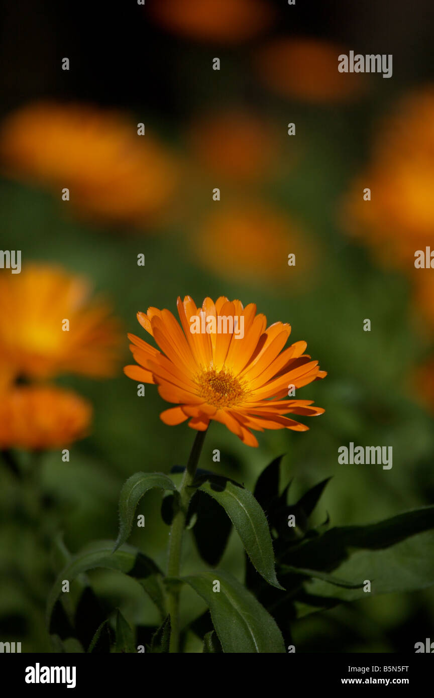 Calendula arvensis hi-res stock photography and images - Alamy
