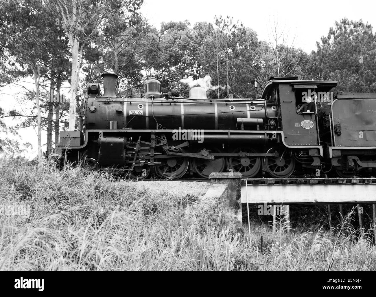 Black rattler Black and White Stock Photos & Images - Alamy