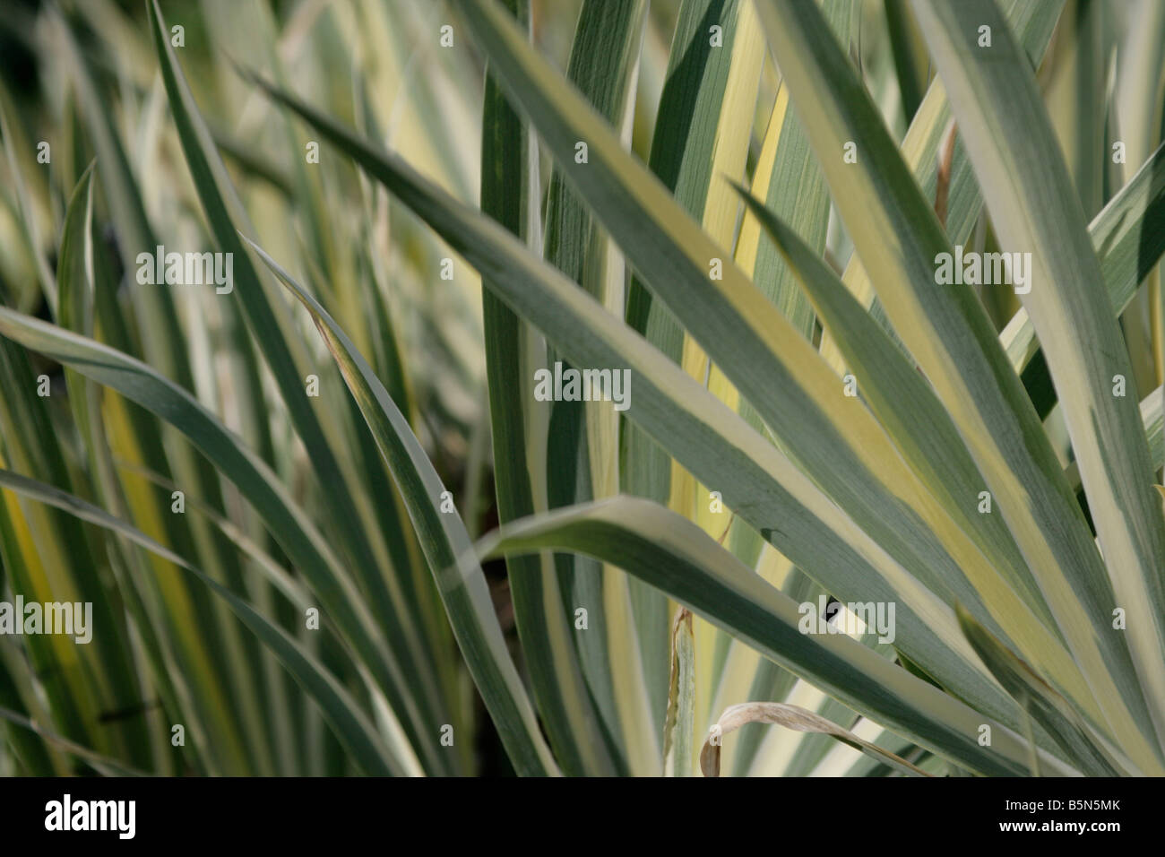 Spikey plants hi-res stock photography and images - Alamy