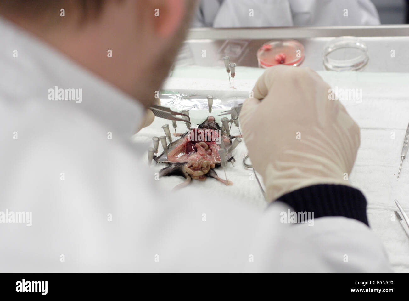 Dissecting mouse hi-res stock photography and images - Alamy