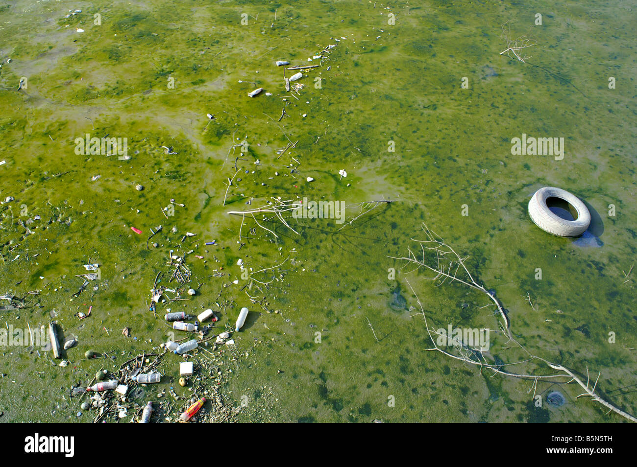 Rubbish and pollution in Thames River. London Stock Photo - Alamy