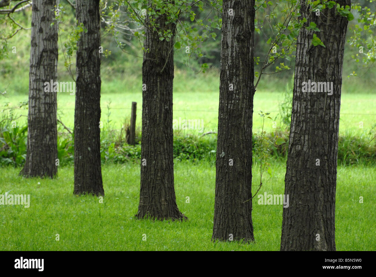 trees in a forest Stock Photo - Alamy