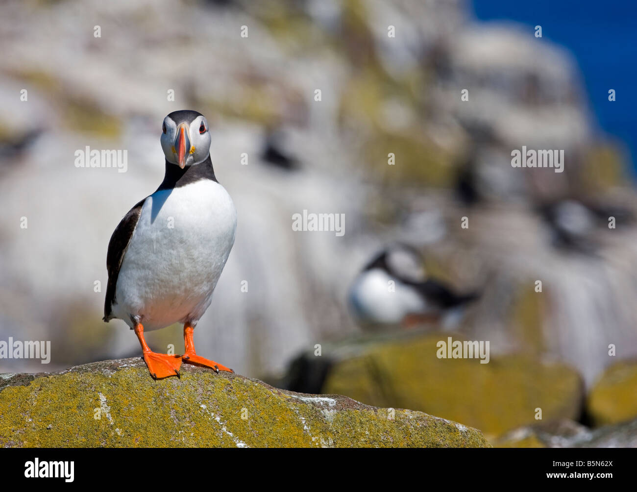 Arctica hi-res stock photography and images - Alamy