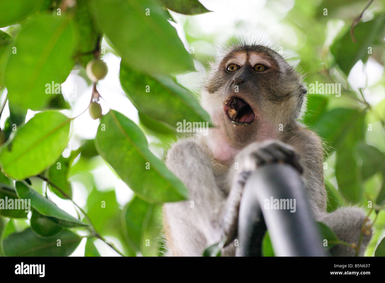 funny little macaque eating with mouth wide open, taman negara national ...