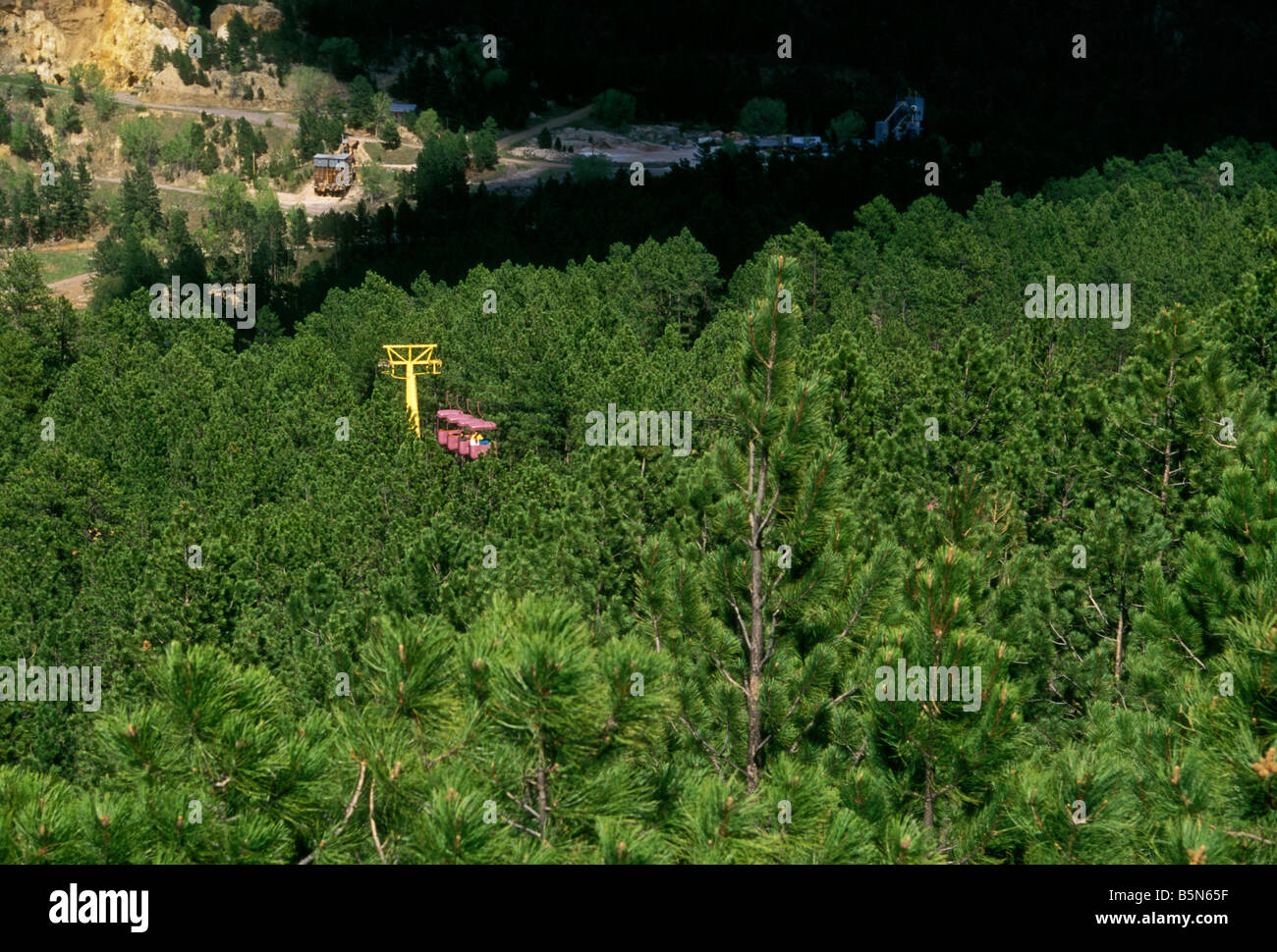Rushmore Tramway, Ponderosa pine trees, Ponderosa pine, pine trees ...