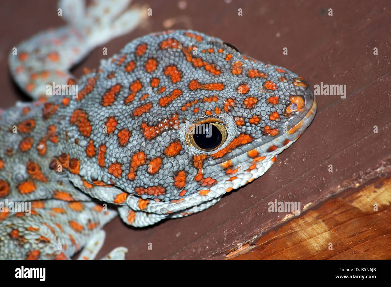 Tokay Lizard High Resolution Stock Photography and Images - Alamy