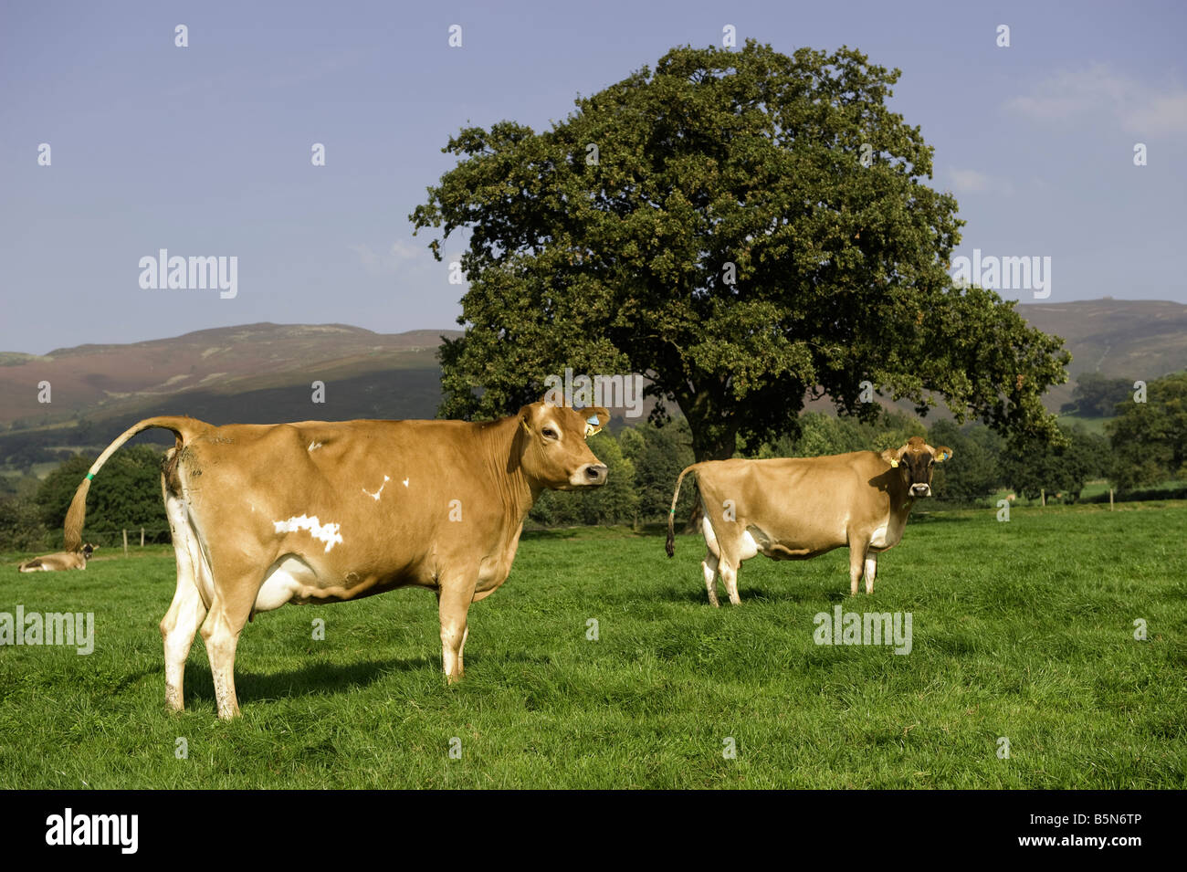 Breed of dairy cattle hi-res stock photography and images - Alamy