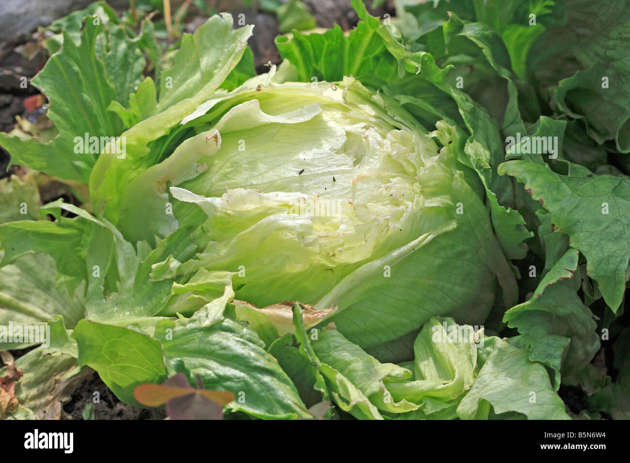 LETTUCE DAMAGED BY CHICKENS Stock Photo - Alamy