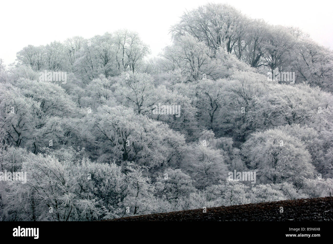 Trees winter scotland hi-res stock photography and images - Alamy