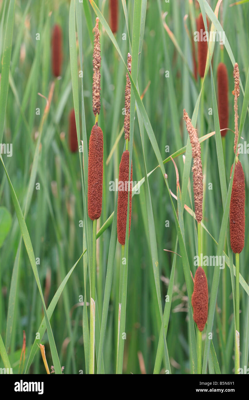 LESSER REEDMACE Typha angustifolia PLANTS IN FLOWER Stock Photo - Alamy
