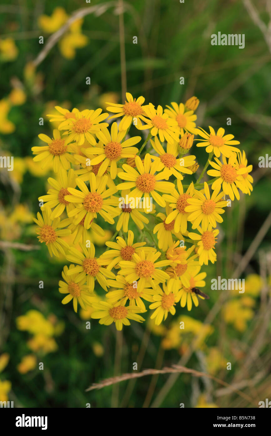 Senecio Jacobaea High Resolution Stock Photography and Images - Alamy