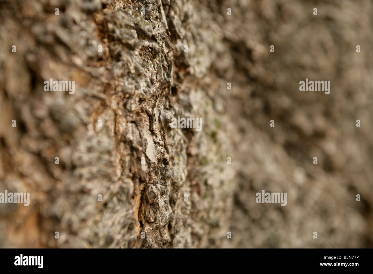 close up of a rough piece of bark on a tree trunck Stock Photo - Alamy
