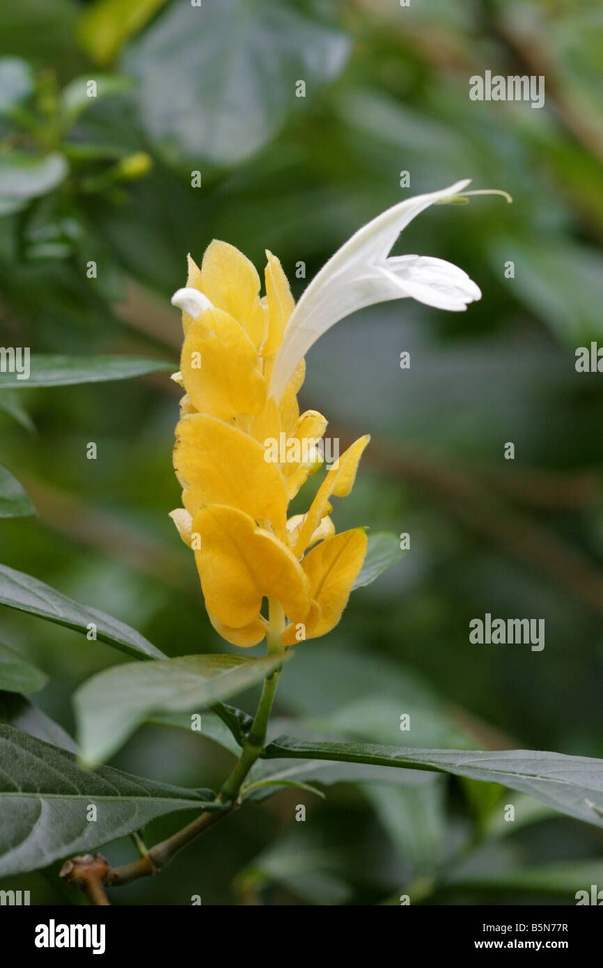 Pachystachys lutea hi-res stock photography and images - Alamy