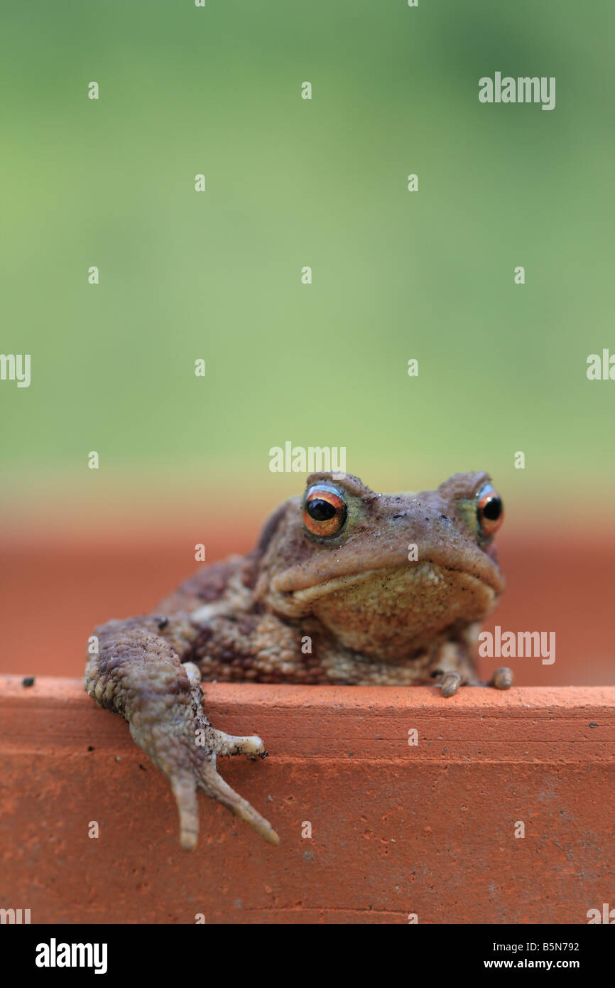 Bufo Bufo High Resolution Stock Photography and Images - Alamy