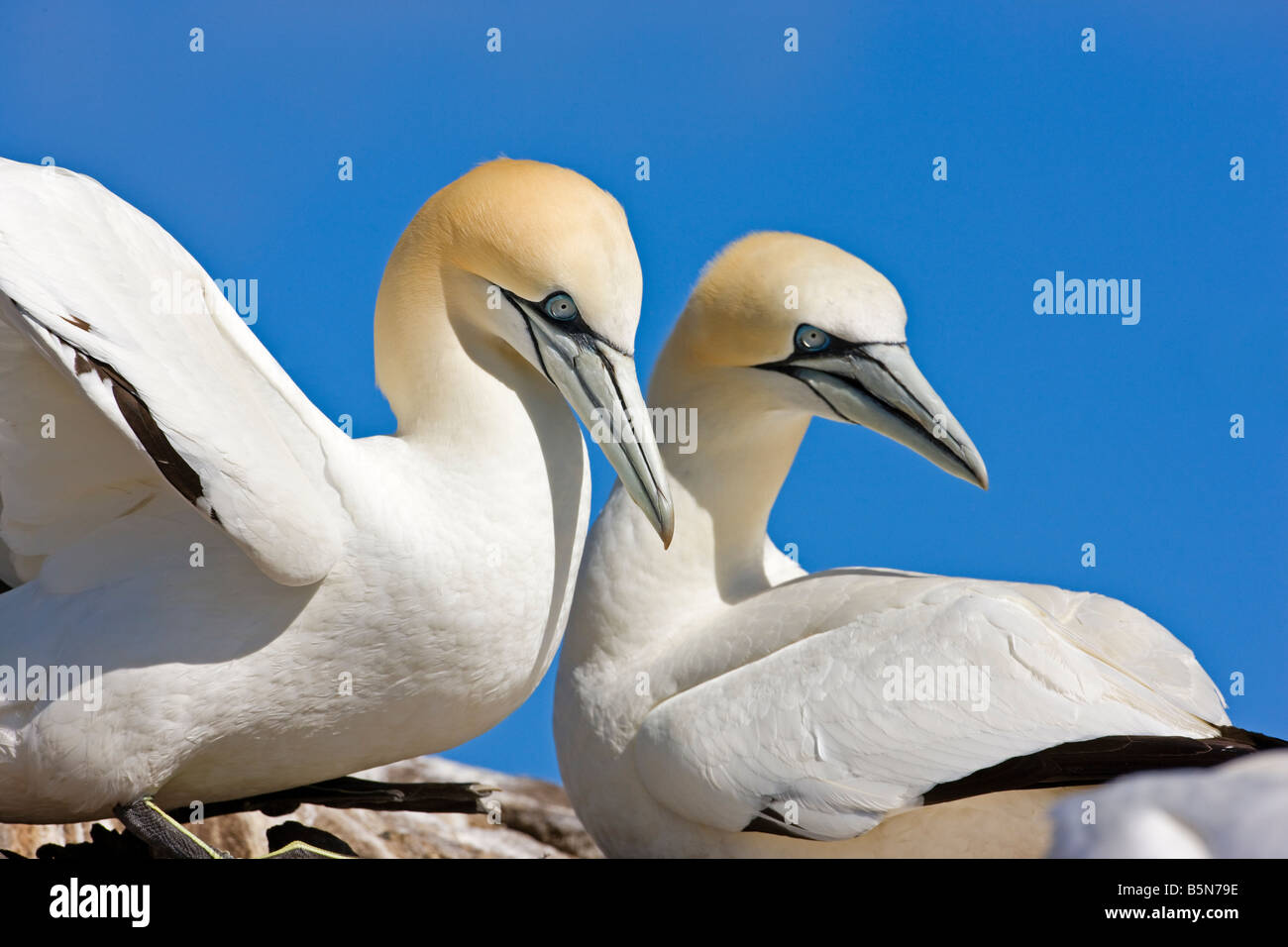 Morus bassanus, gannet pair. Bass Rock, Scotland Stock Photo - Alamy