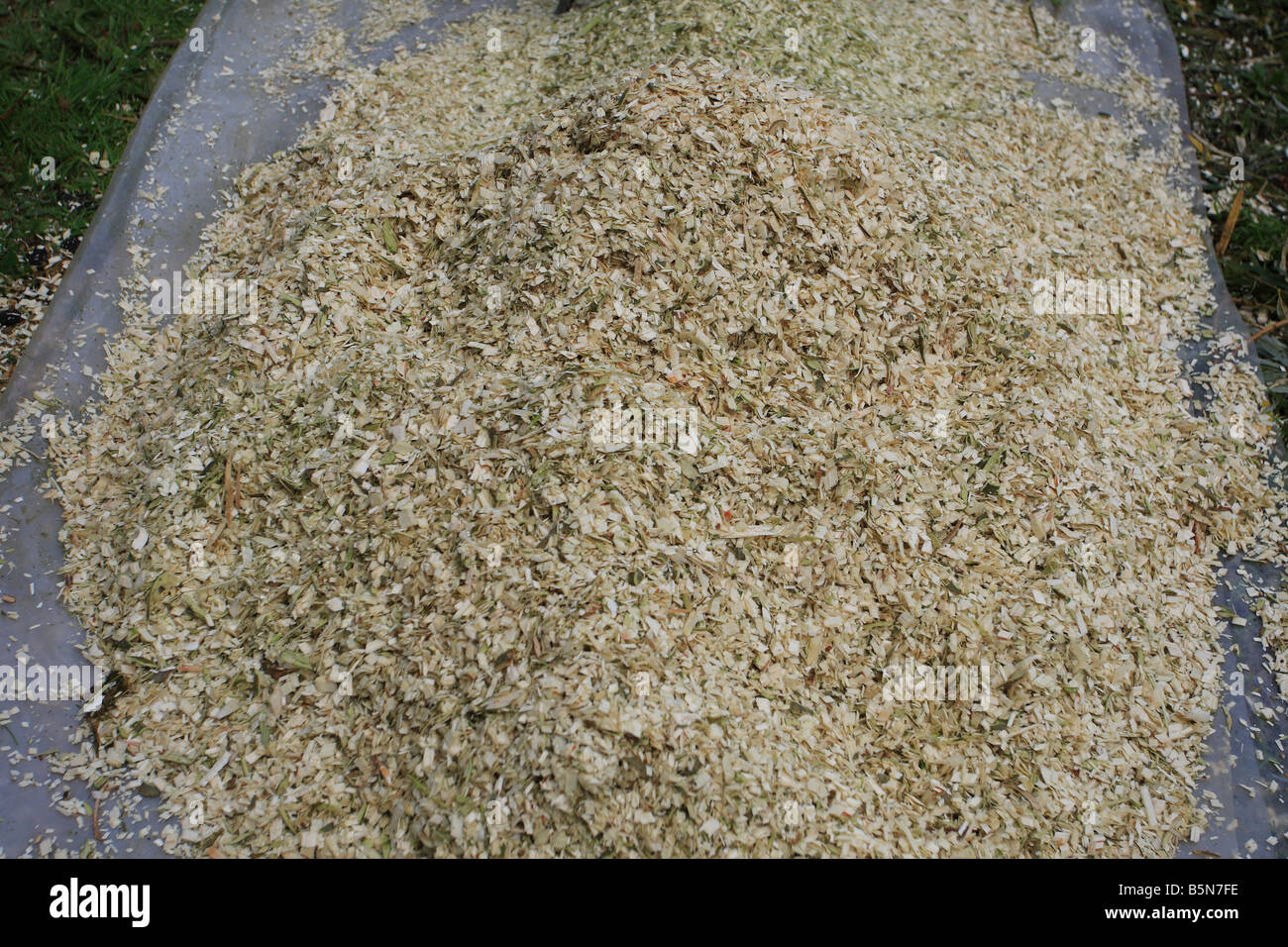 FRESHLY CHIPPED WILLOW Stock Photo - Alamy