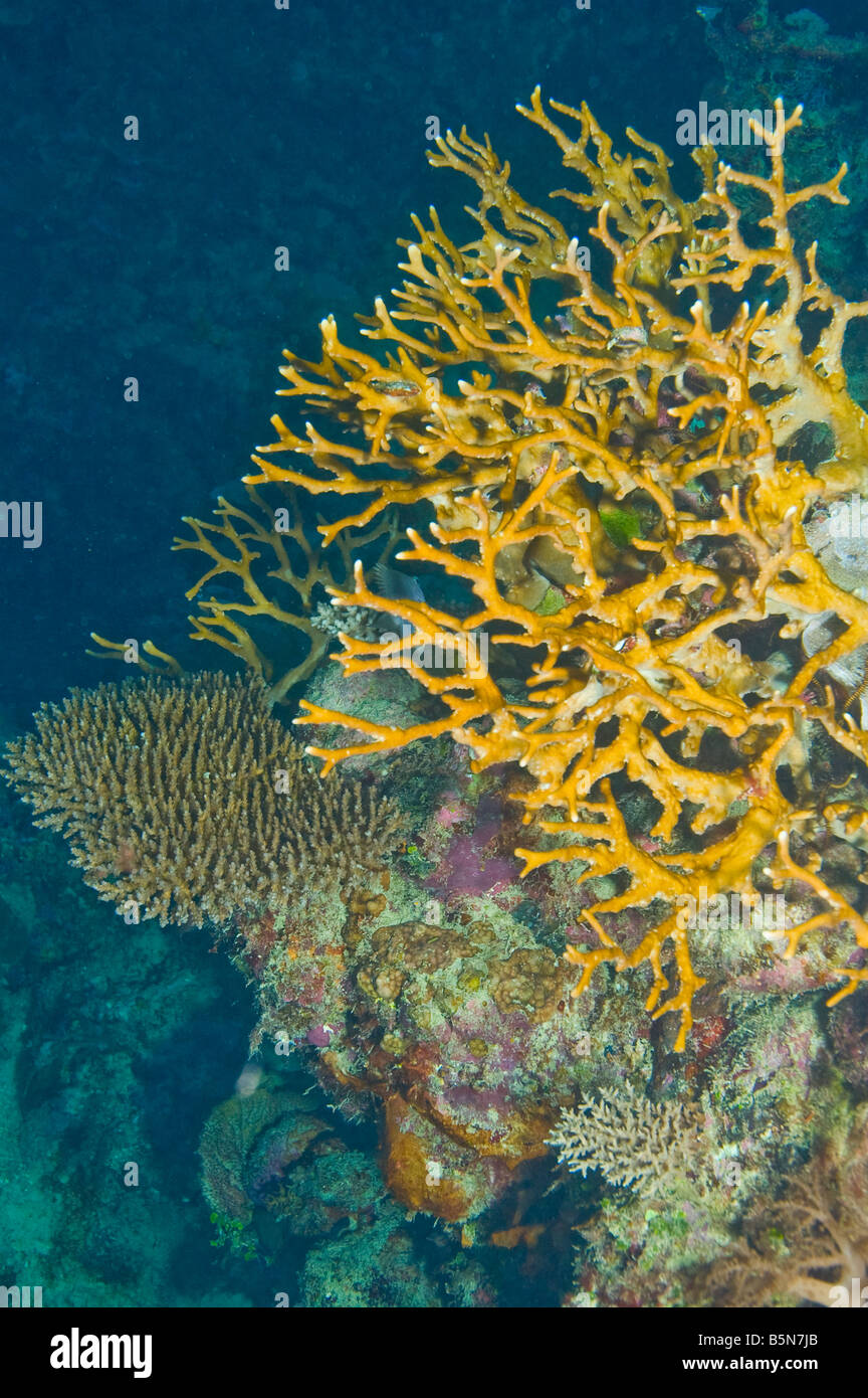 branching fire and other coral varieties of great barrier reef during ...