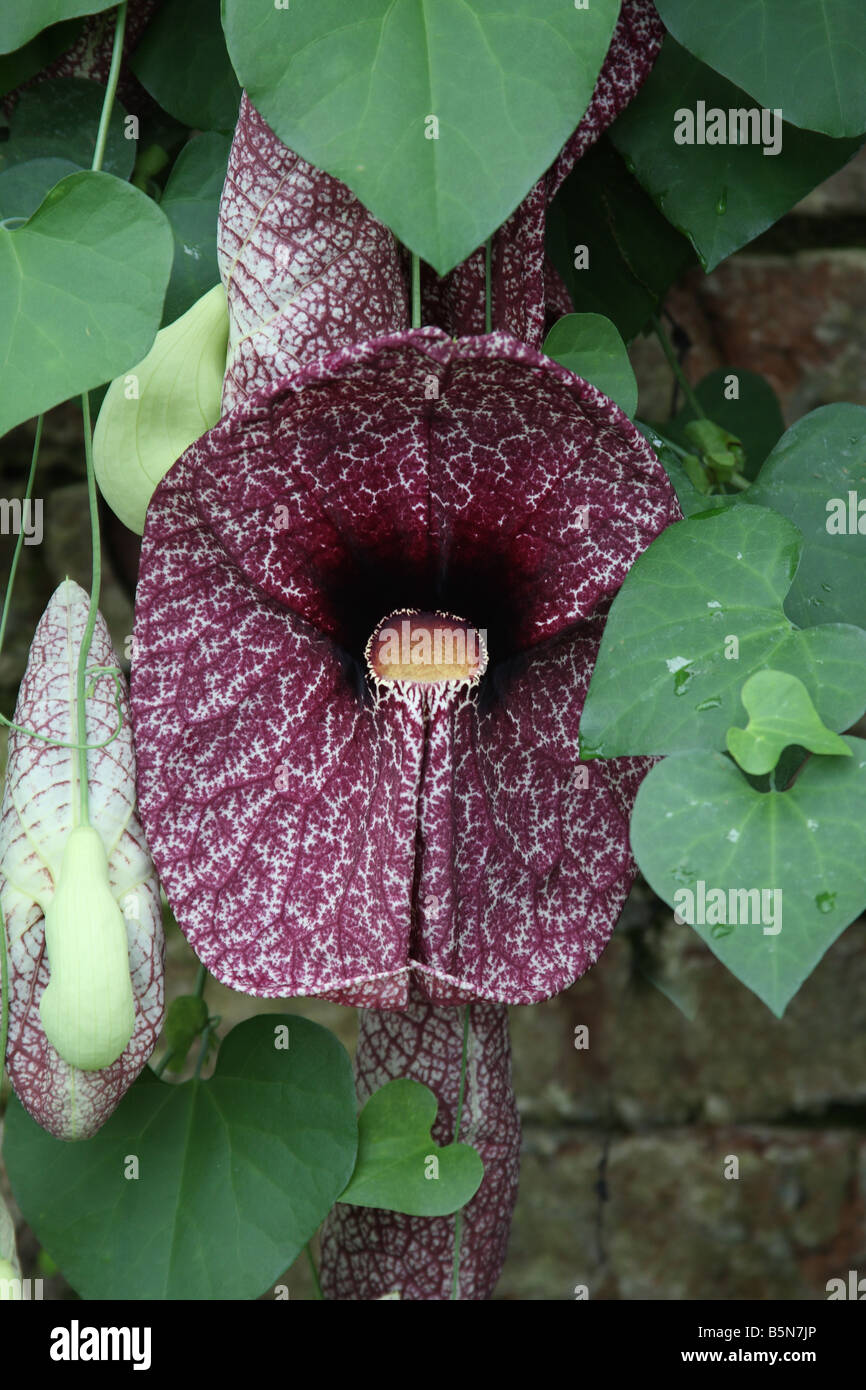 Aristolochia hi-res stock photography and images - Alamy