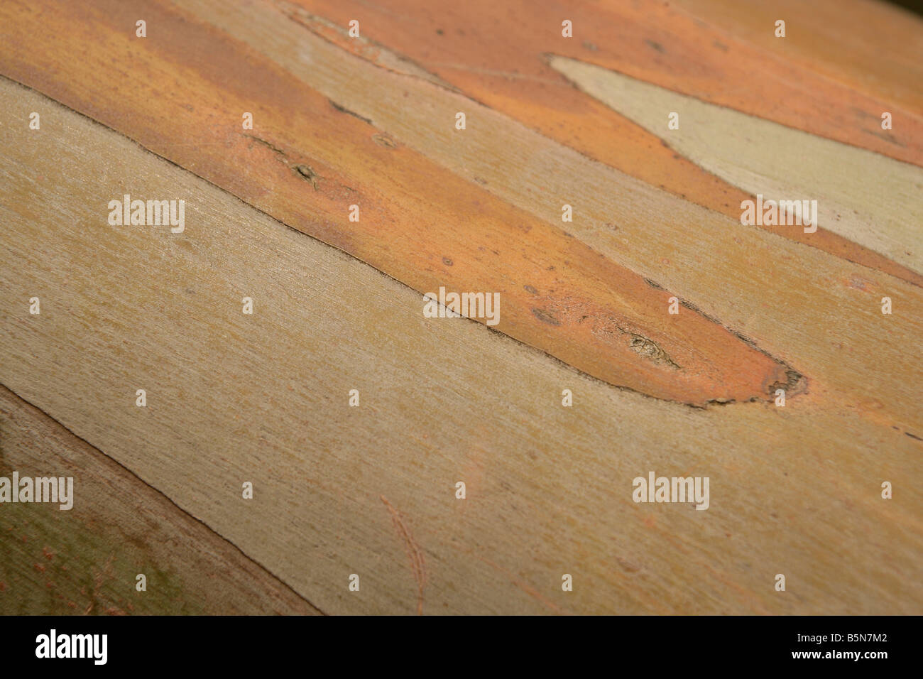 Smooth tree trunk hi-res stock photography and images - Alamy