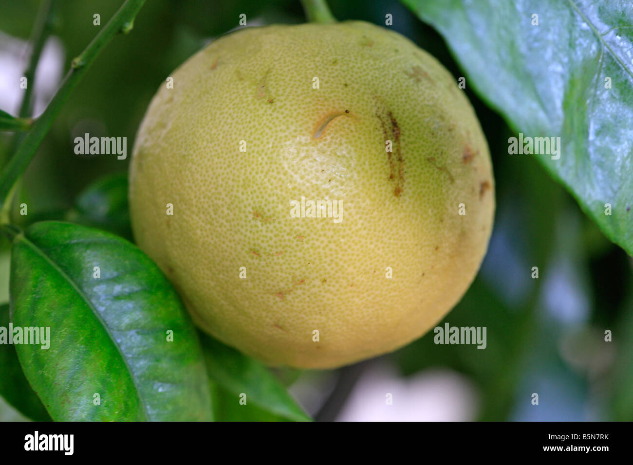 Ruby fruit hi-res stock photography and images - Alamy