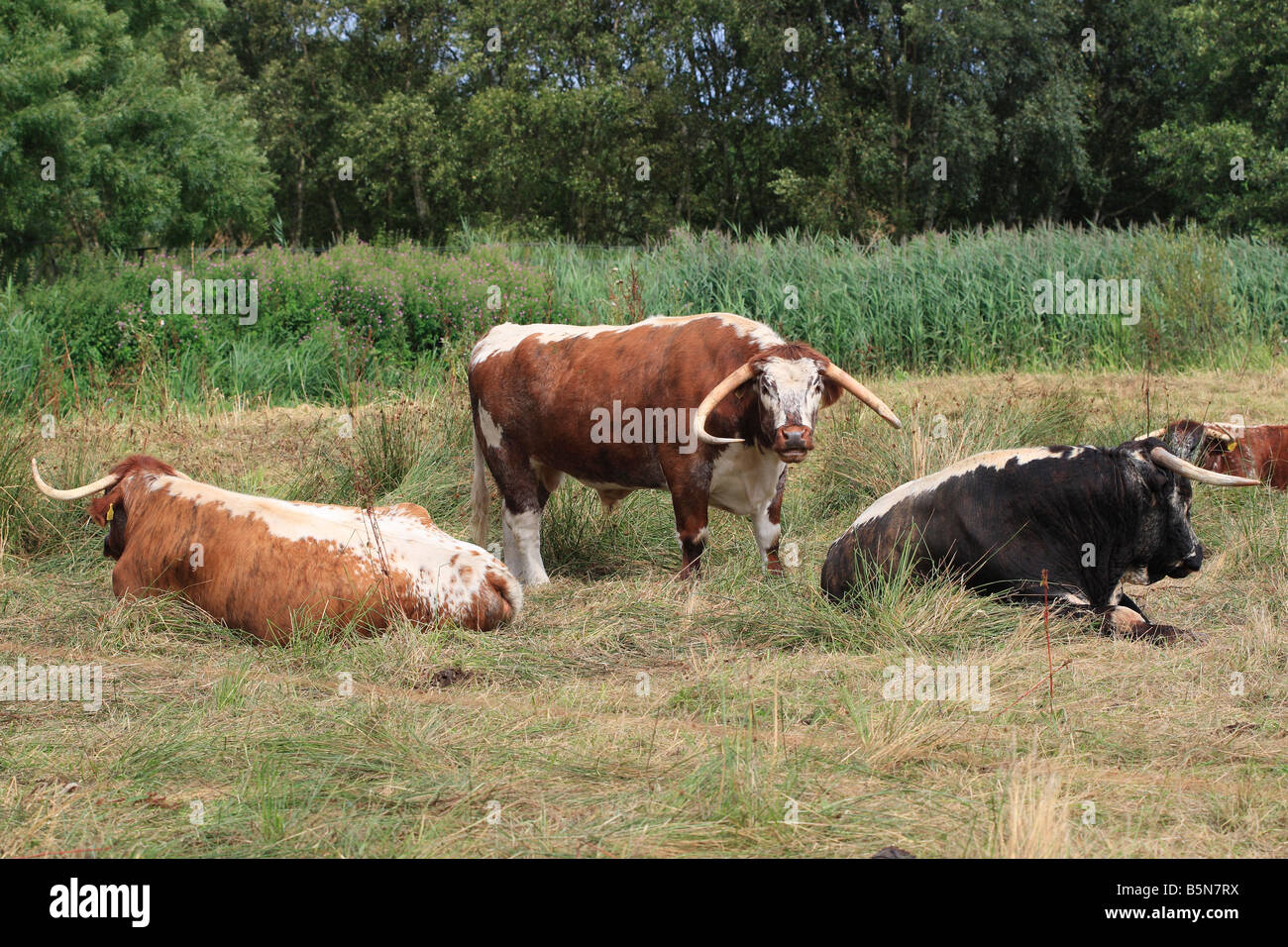 ENGLISH LONGHORN BULL WITH COWS IN MEADOW Stock Photo - Alamy