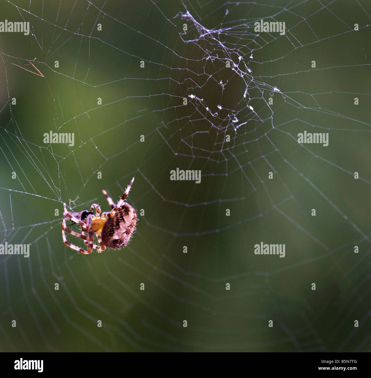 Garden Spider taking Fly in Web - Araneus diadematus Stock Photo - Alamy