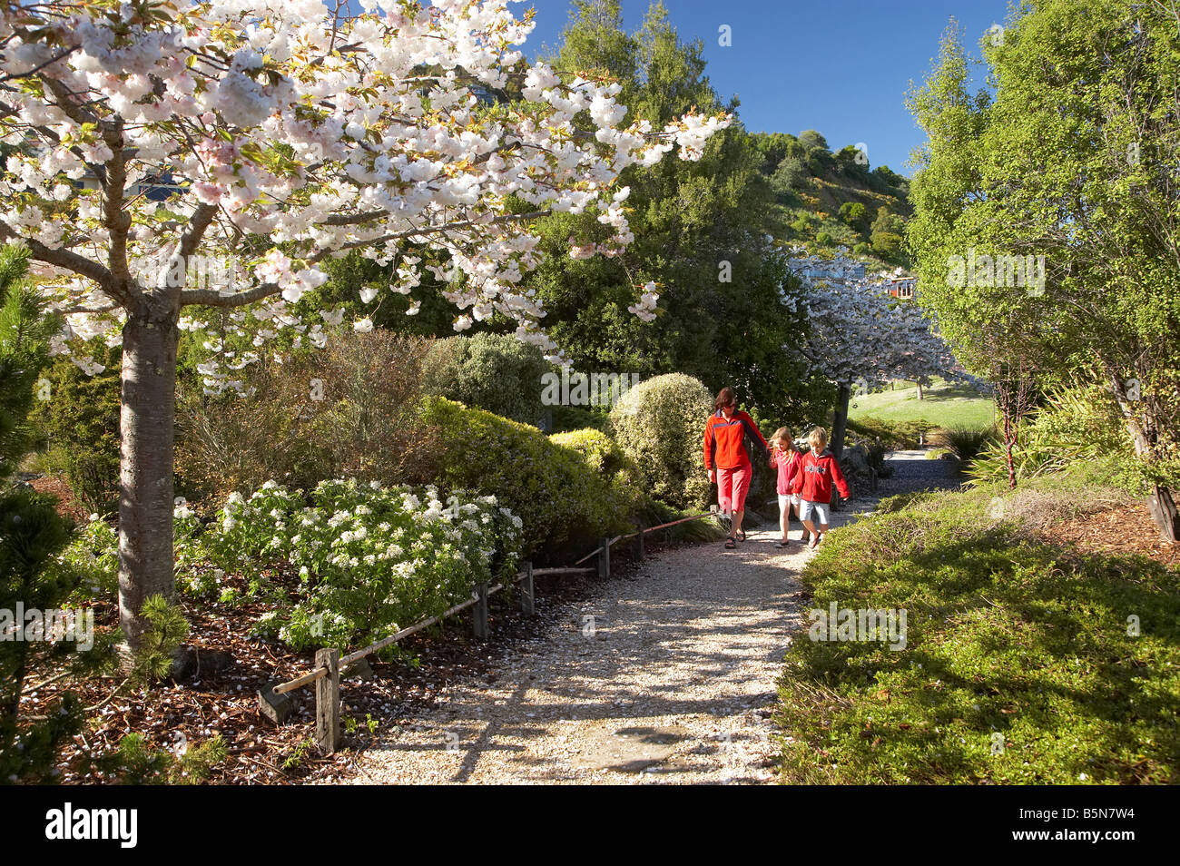 Spring Blossom Miyazu Japanese Garden Nelson South Island New Zealand ...