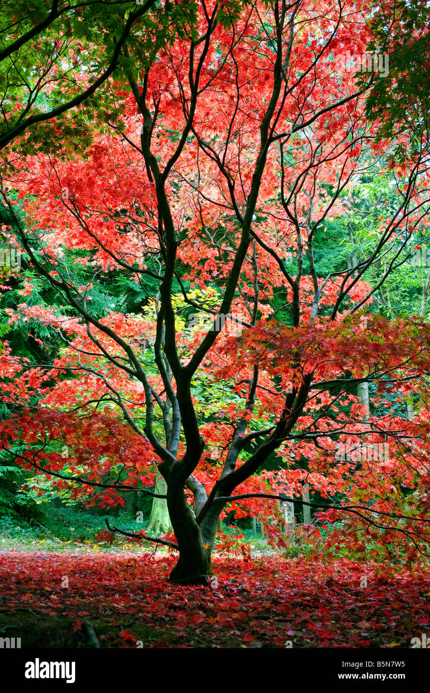 Acer palmatum in autumn colour hi-res stock photography and images - Alamy