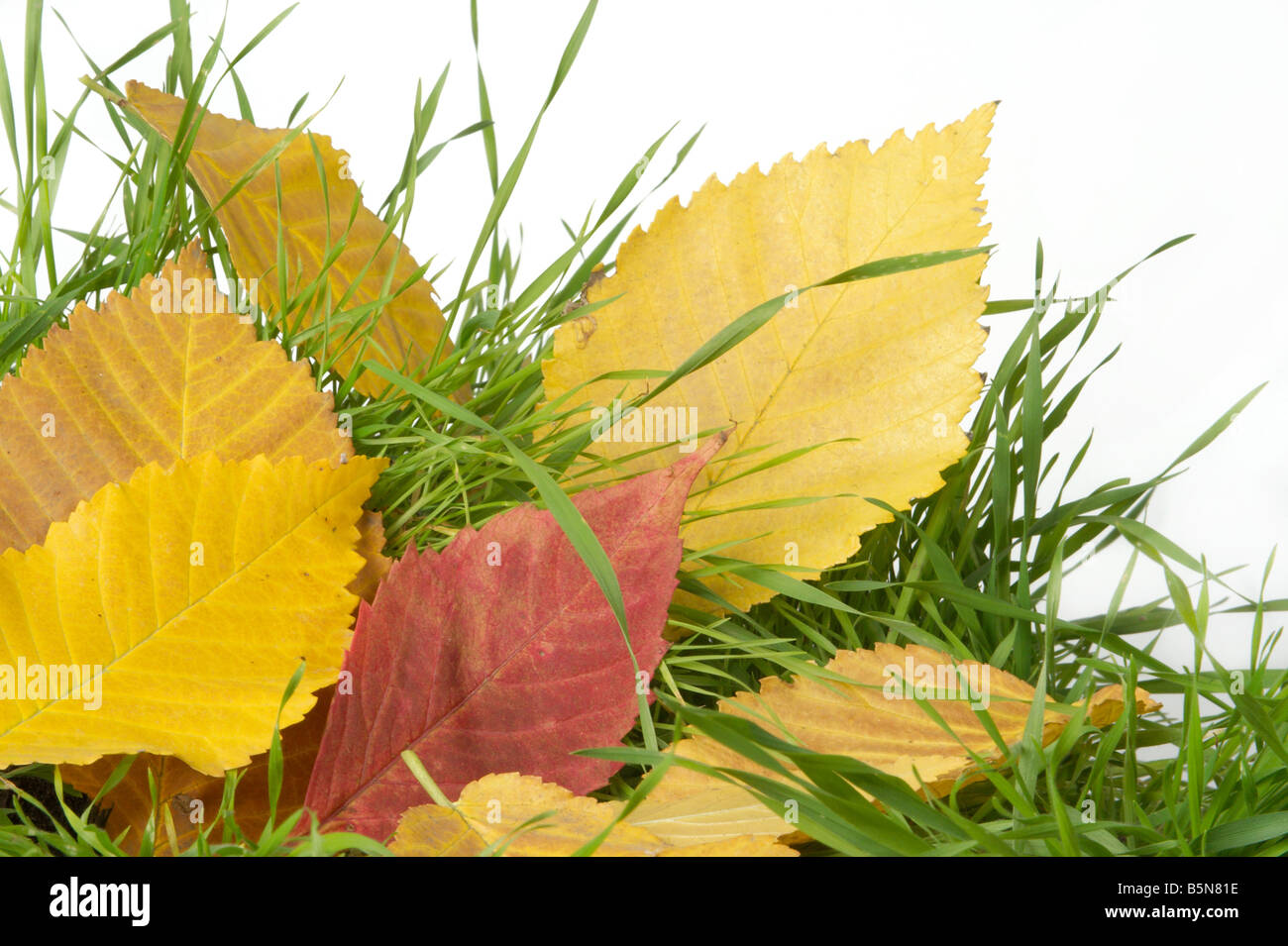 Autumn leaves on a young green grass Stock Photo - Alamy