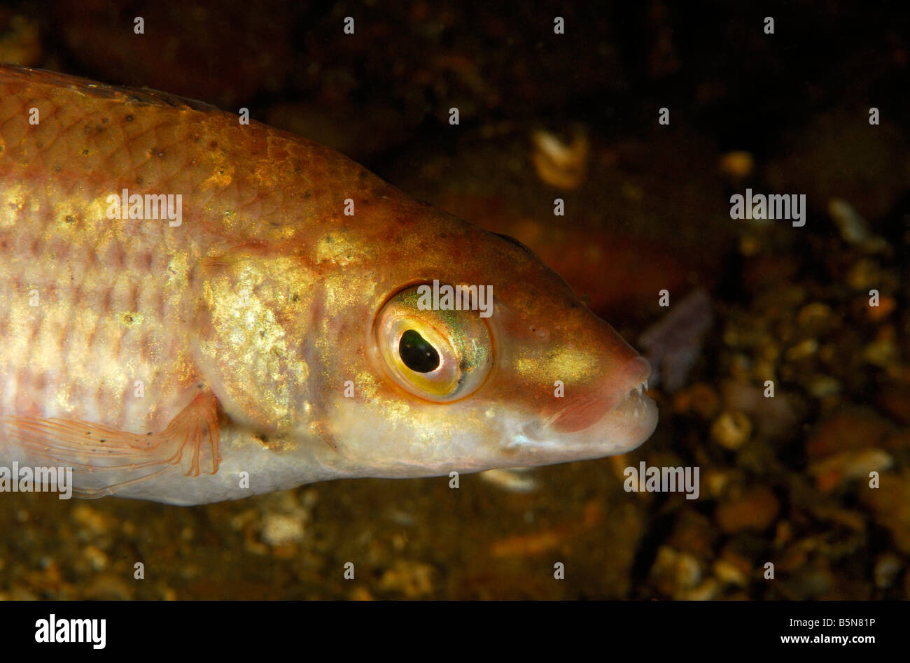Goldsinny wrasse (Ctenolabrus rupestris) portrait Stock Photo - Alamy