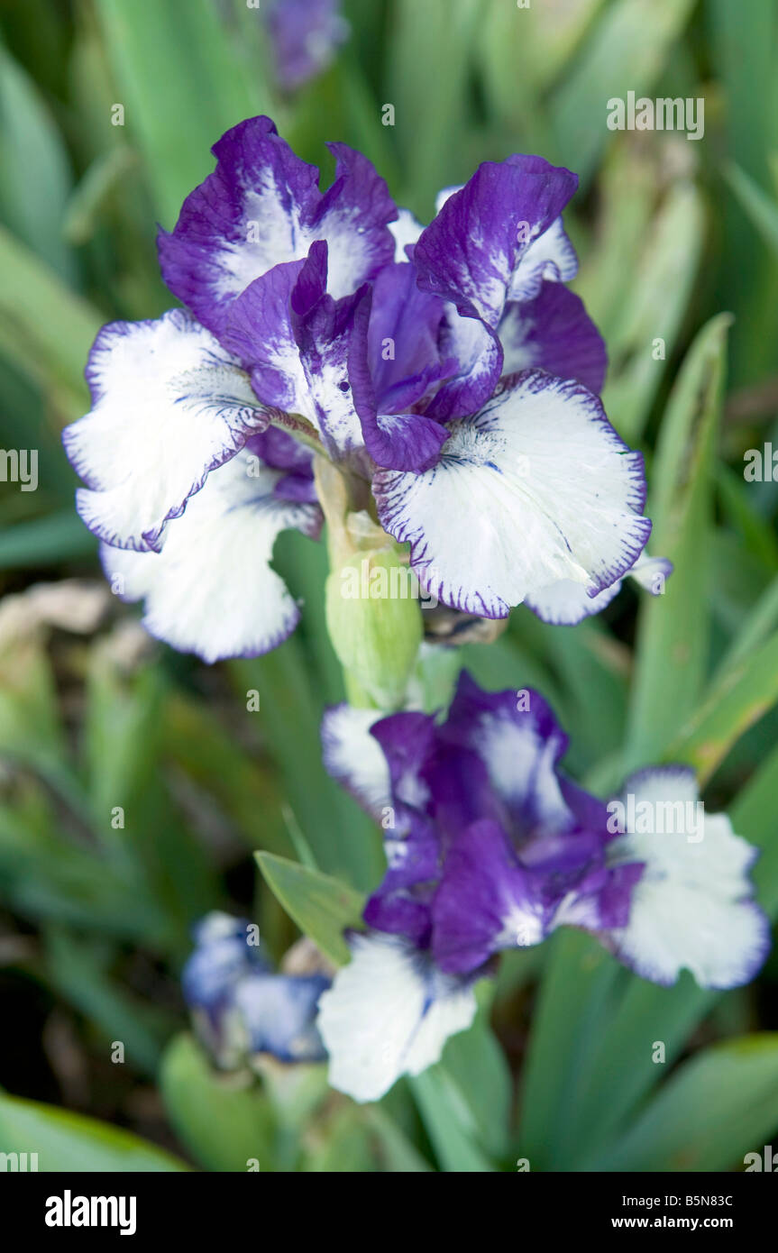 Bold blue flowers hi-res stock photography and images - Alamy