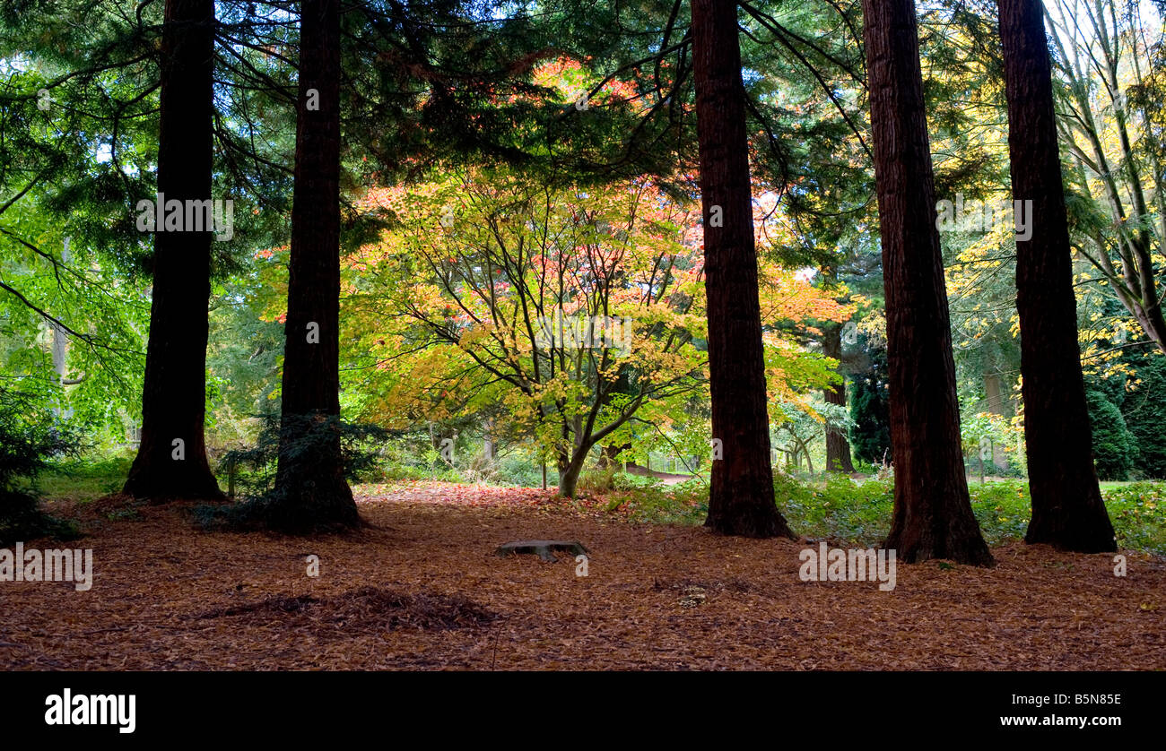 Downy Japanese maple in Autumn colour Stock Photo - Alamy