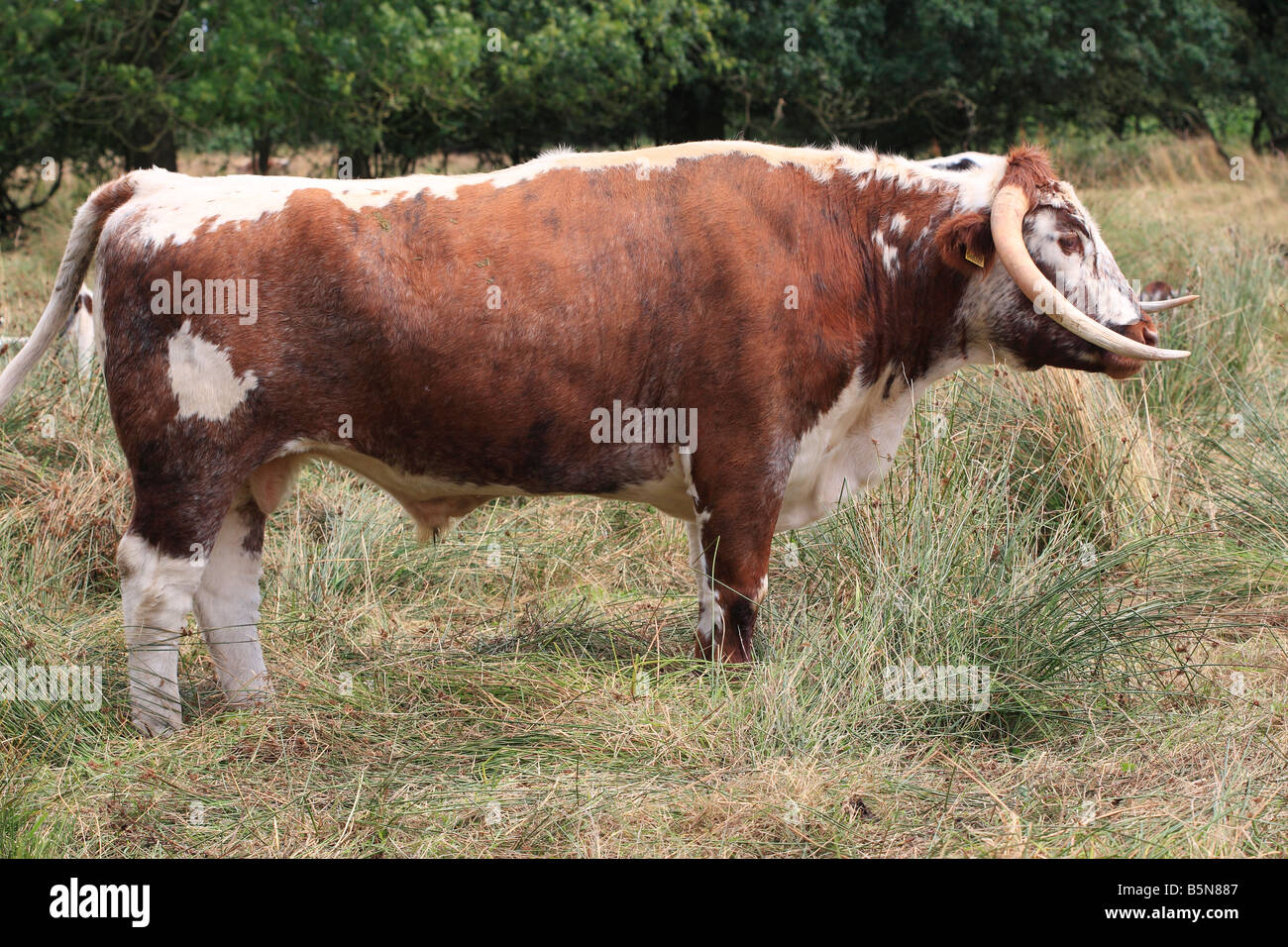 ENGLISH LONGHORN BULL STANDING IN MEADOW Stock Photo - Alamy