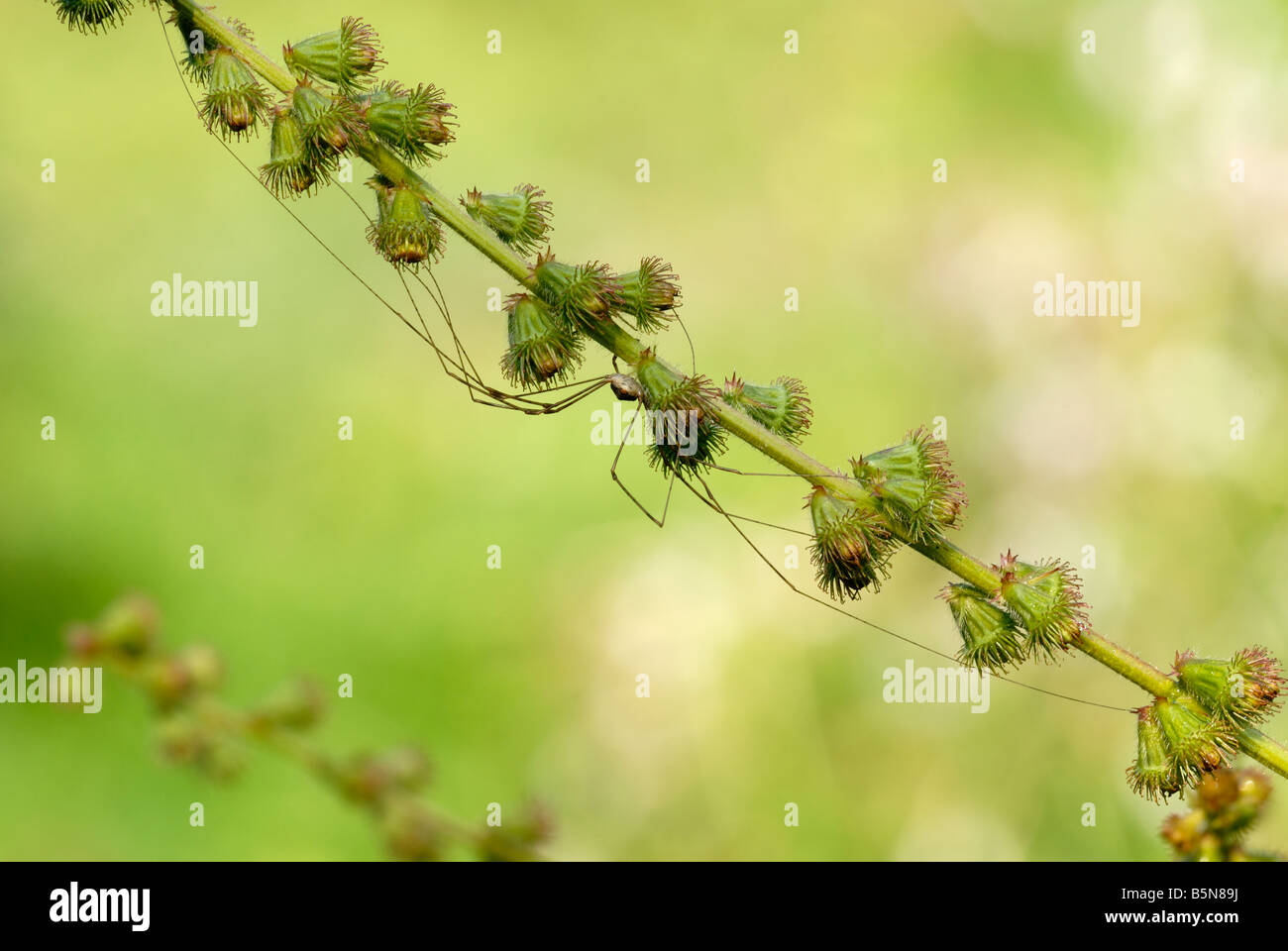 Agrimony wildflower seed hi-res stock photography and images - Alamy