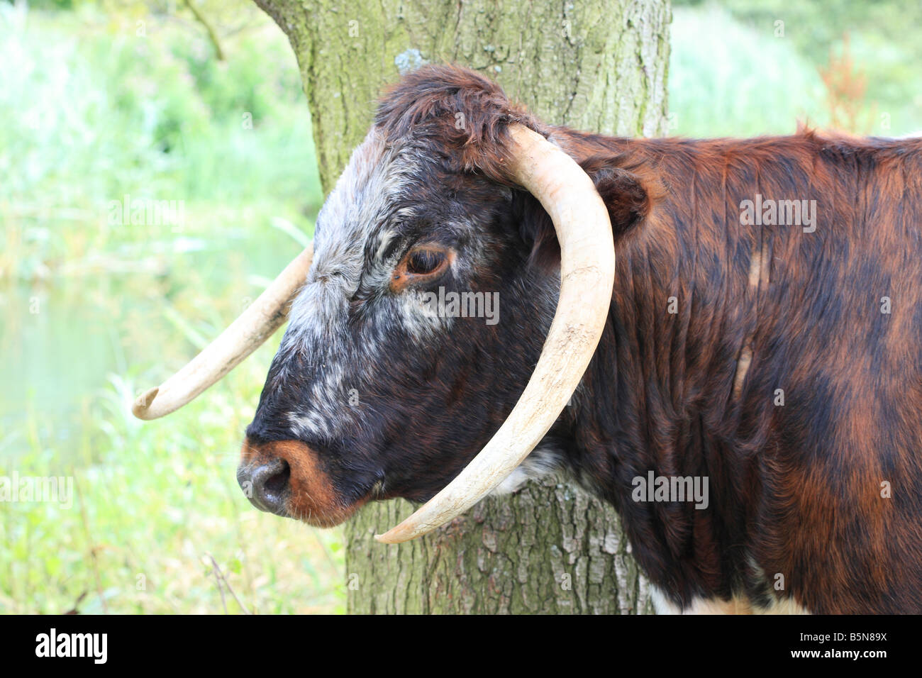 ENGLISH LONGHORN COW CLOSE UP SIDE VIEW Stock Photo - Alamy